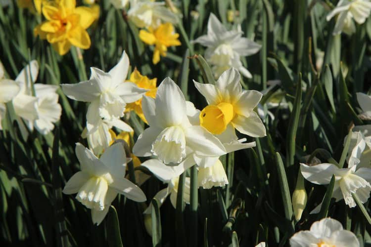 5 Fakta Daffodil, Tanaman Bunga yang Dikaitkan dengan Kisah | IDN Times