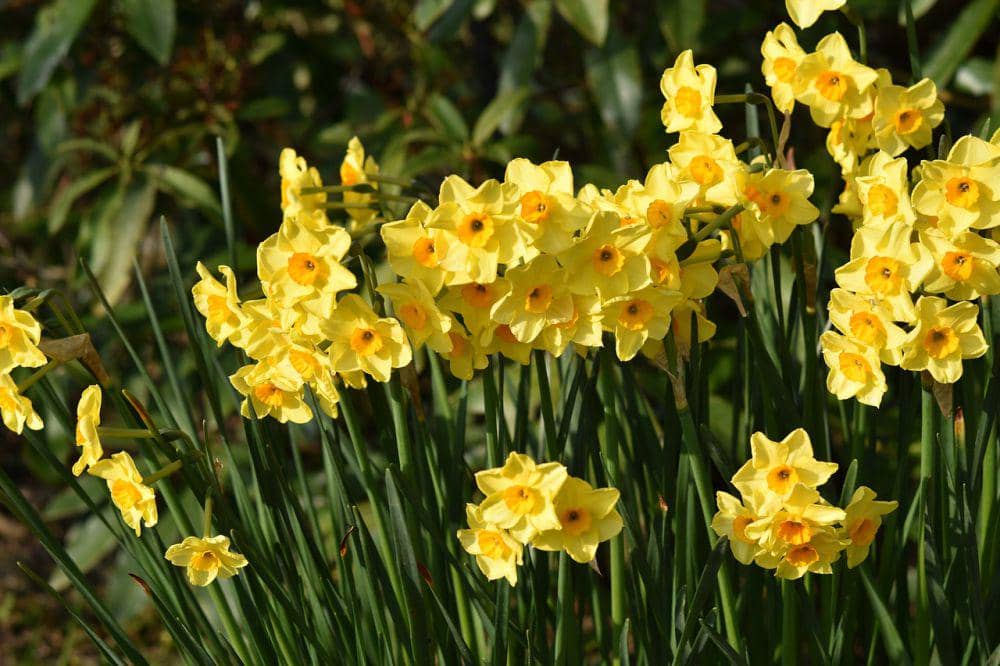 5 Fakta Daffodil, Tanaman Bunga yang Dikaitkan dengan Kisah | IDN Times