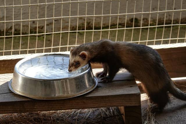 Perbedaan Musang dan Luwak, Jangan Sampai Tertukar | IDN Times