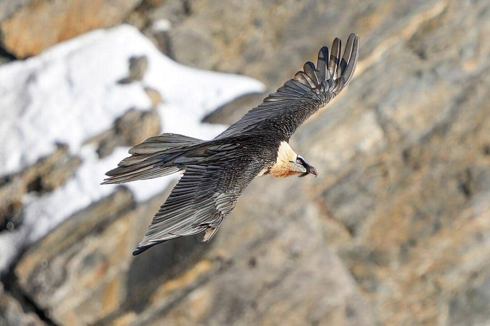 Fakta Burung Nasar | IDN Times