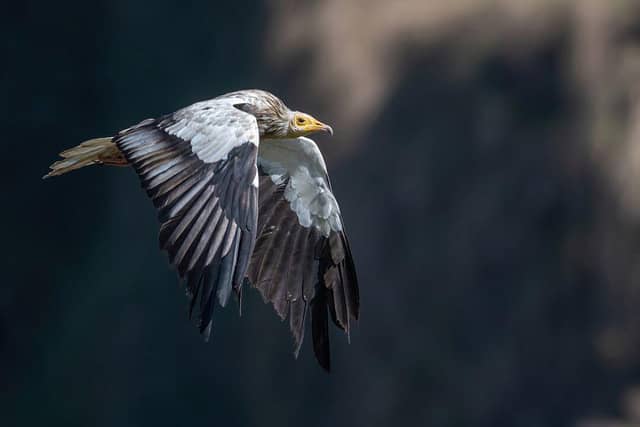 Fakta Burung Nasar | IDN Times