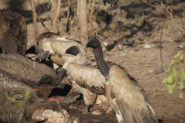 Fakta Burung Nasar | IDN Times