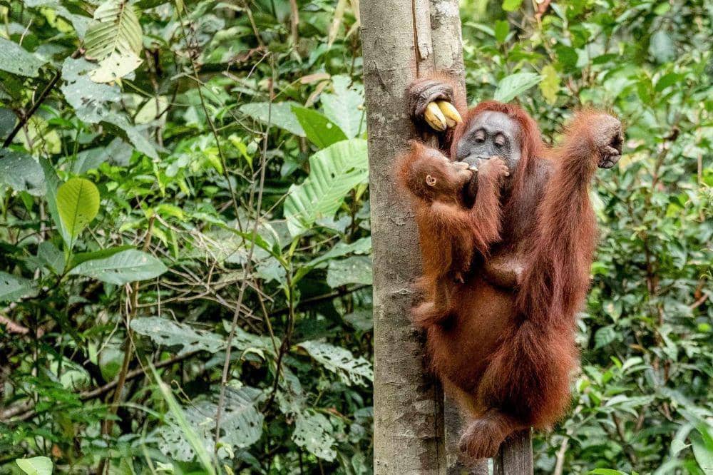 Orangutan Kalimantan: Sang Penjaga Hutan yang Kian Terancam | IDN Times Kaltim