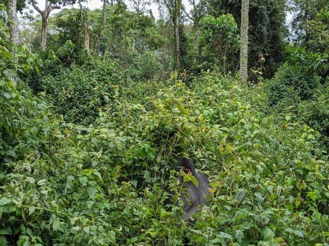 Fakta Gorila Timur, Pukulannya Bisa Menghancurkan Tengkorak | IDN Times