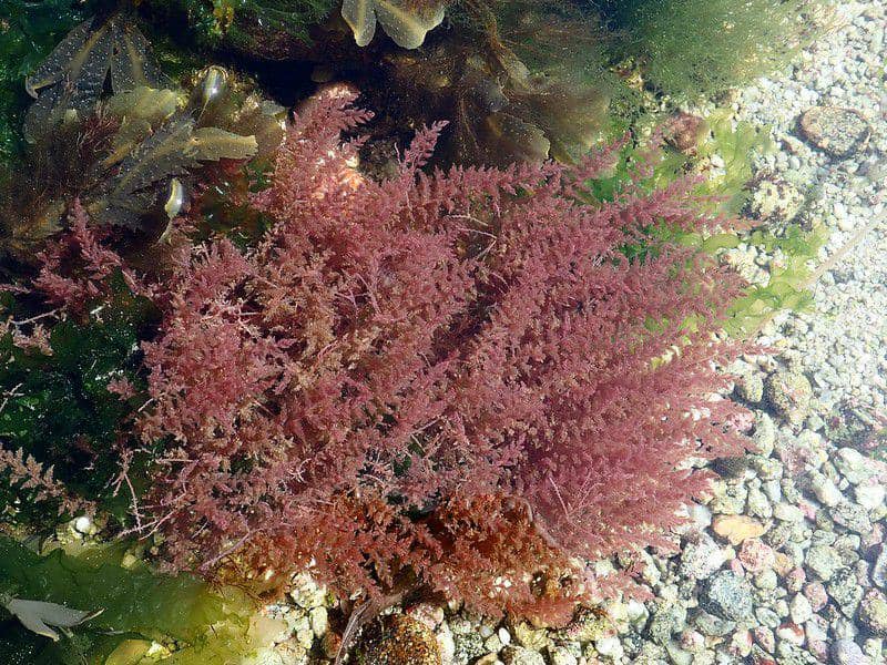 5 Fakta Menarik Alga Merah, Punya Peran Besar dalam Ekosiste | IDN Times