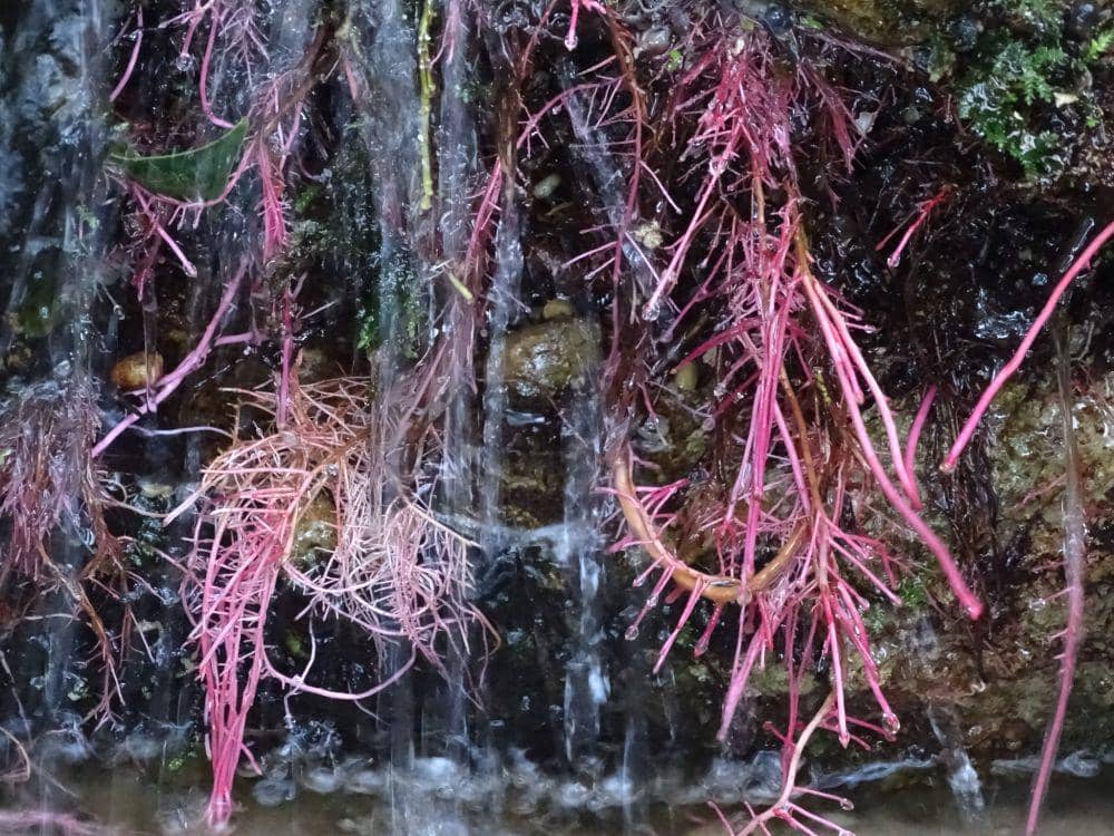 5 Fakta Menarik Alga Merah, Punya Peran Besar dalam Ekosiste | IDN Times