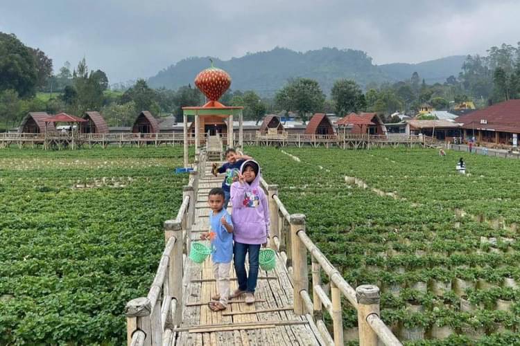 Taman Stroberi Ciwidey | IDN Times