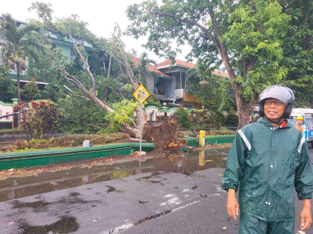 Hujan Angin, 2 Pohon Tumbang Timpa Bangunan SMAN 1 Bantul | IDN Times Jogja