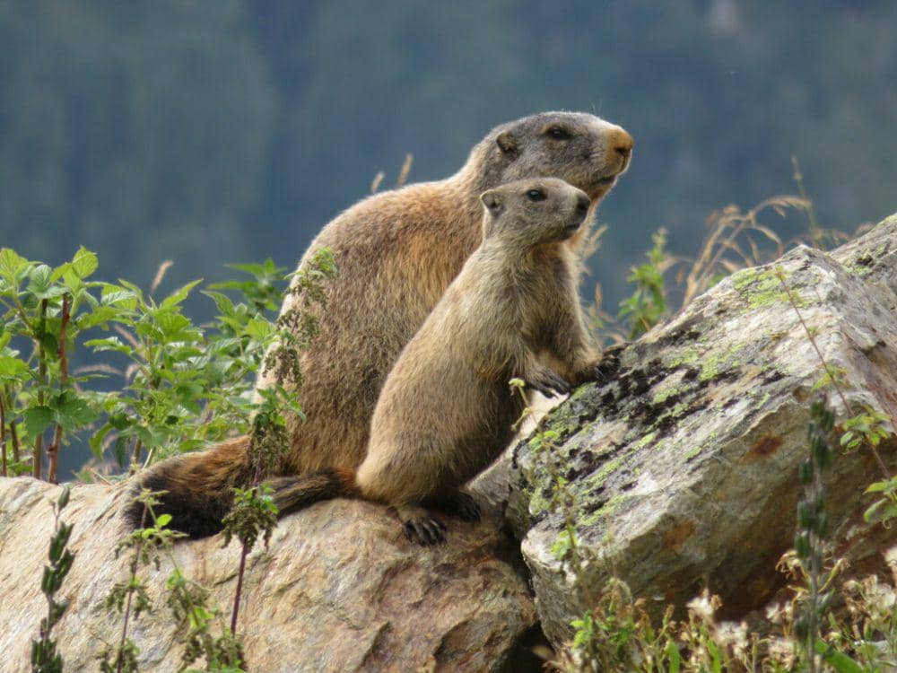 5 Fakta Marmot Alpen, Mewariskan Liang pada Generasi Selanju | IDN Times