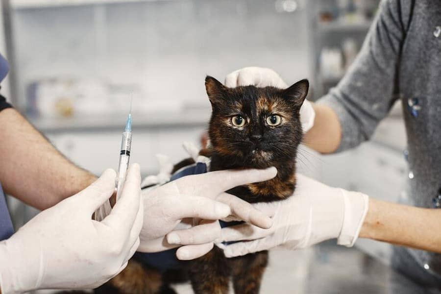 Urutan Vaksin Kucing Lengkap dan Jadwal Pemberiannya | IDN Times