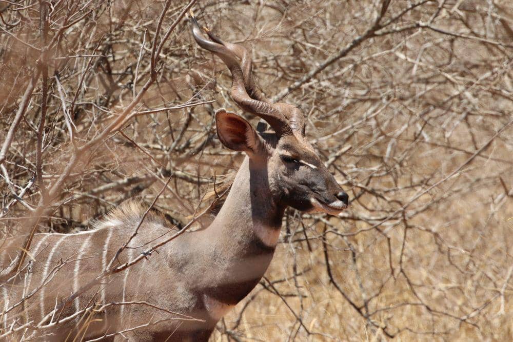 4 Fakta Menarik Lesser Kudu, Tak Suka Pertarungan! | IDN Times