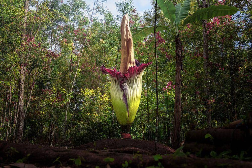 10 Bunga yang Berasal dari Indonesia, Cantik dan Unik! | IDN Times