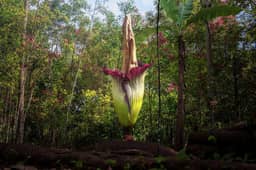 10 Bunga yang Berasal dari Indonesia, Cantik dan Unik! | IDN Times