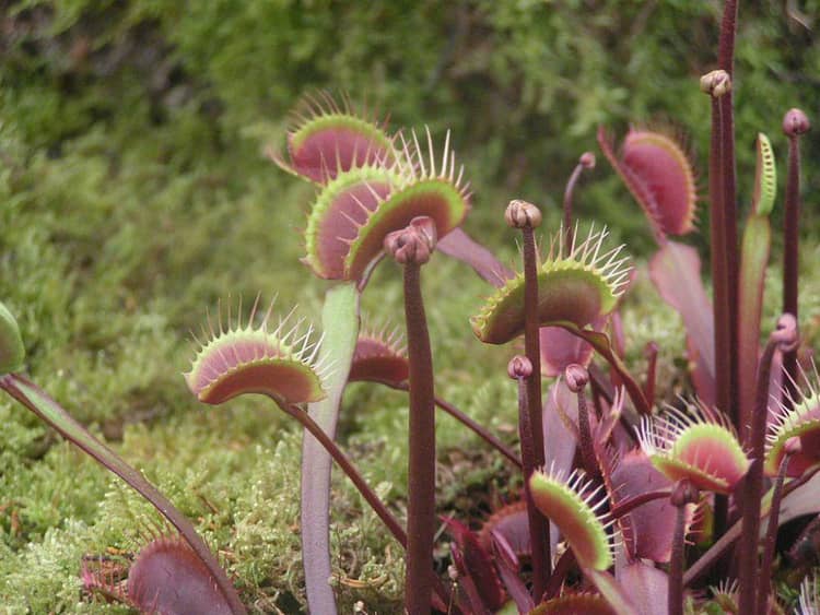 6 Fakta Venus Flytrap, Tumbuhan Karnivora dengan Daun Bergig | IDN Times