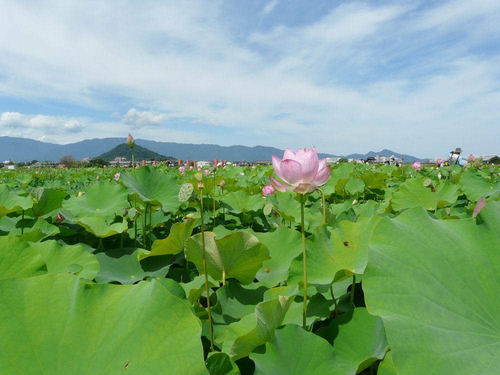 5 Fakta Menarik Tanaman Lotus, Tak Sama dengan Teratai! | IDN Times