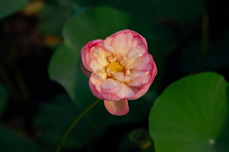 5 Fakta Menarik Tanaman Lotus, Tak Sama dengan Teratai! | IDN Times