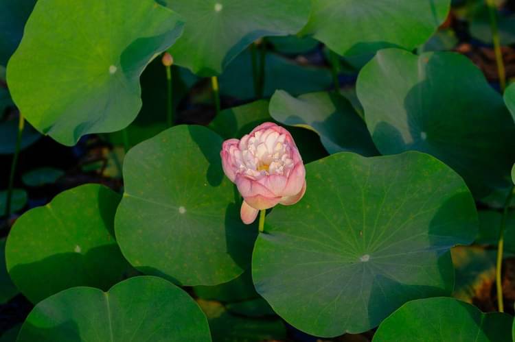 5 Fakta Menarik Tanaman Lotus, Tak Sama dengan Teratai! | IDN Times