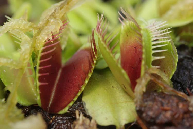 6 Fakta Venus Flytrap, Tumbuhan Karnivora dengan Daun Bergig | IDN Times