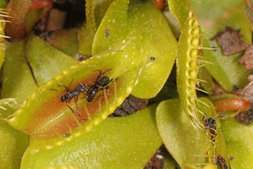 6 Fakta Venus Flytrap, Tumbuhan Karnivora dengan Daun Bergig | IDN Times