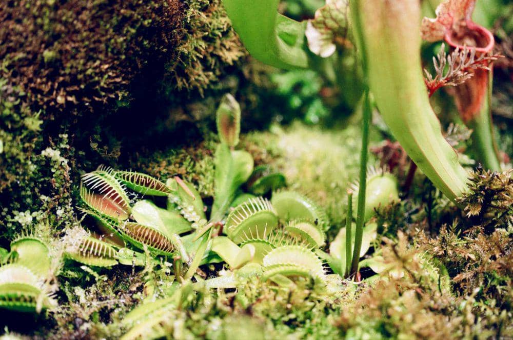 6 Fakta Venus Flytrap, Tumbuhan Karnivora dengan Daun Bergig | IDN Times