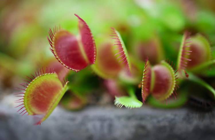 6 Fakta Venus Flytrap, Tumbuhan Karnivora dengan Daun Bergig | IDN Times