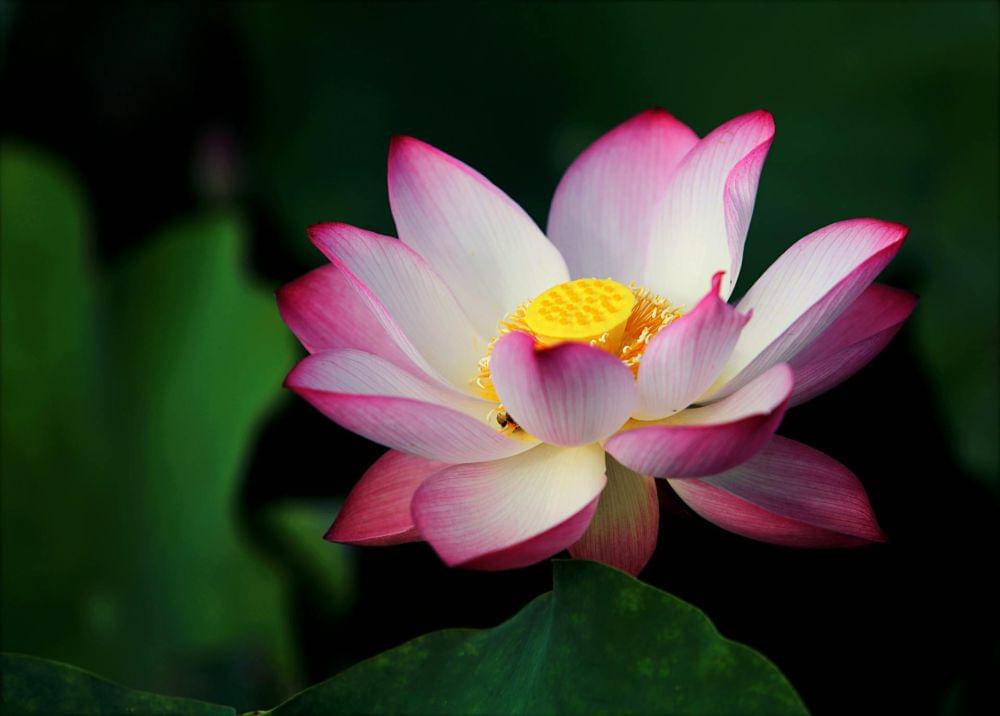 5 Fakta Menarik Tanaman Lotus, Tak Sama dengan Teratai! | IDN Times