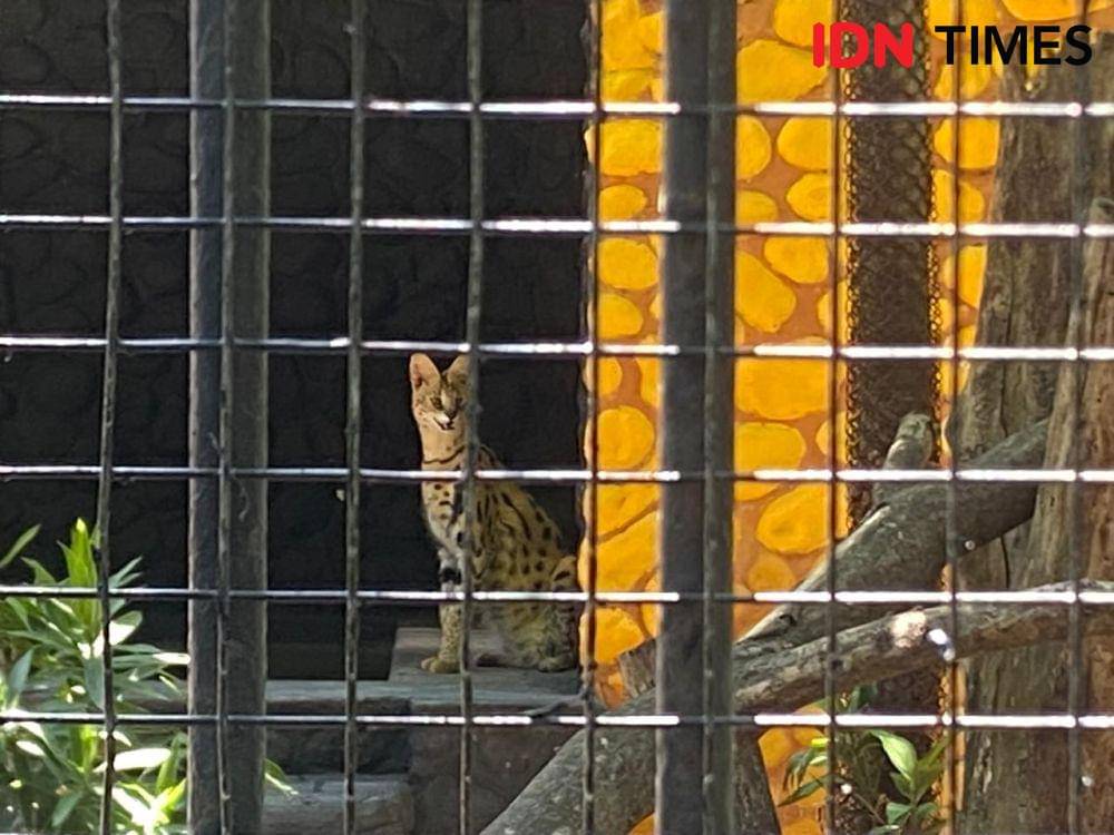 KBS Kenalkan Empat Penghuni Baru | IDN Times Jatim