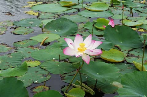 5 Fakta Menarik Tanaman Lotus, Tak Sama dengan Teratai! | IDN Times