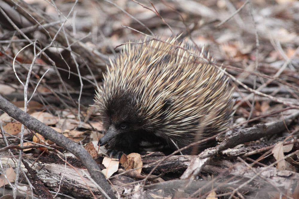 Mamalia yang Hidup Sejak Zaman Dinosaurus Ditemukan di Papua | IDN Times