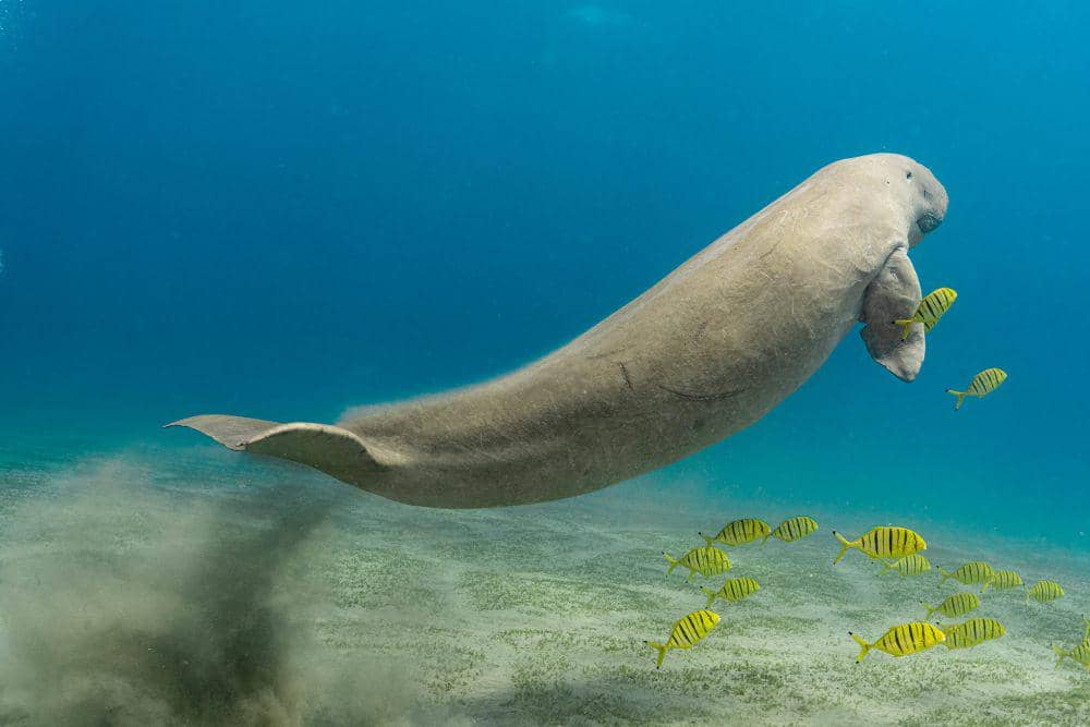 5 Kemampuan Unik Dugong, Satu-satunya Mamalia yang Herbivora | IDN Times