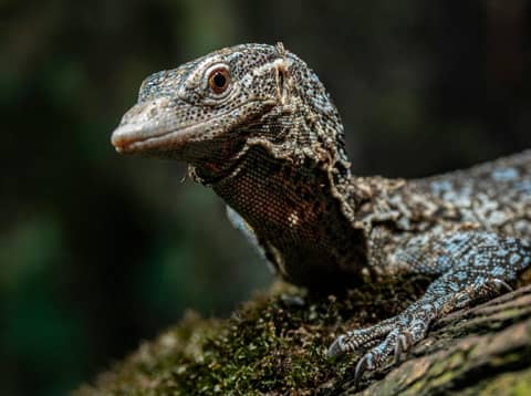 5 Fakta Unik dari Biawak yang Lincah dan Aktif! | IDN Times