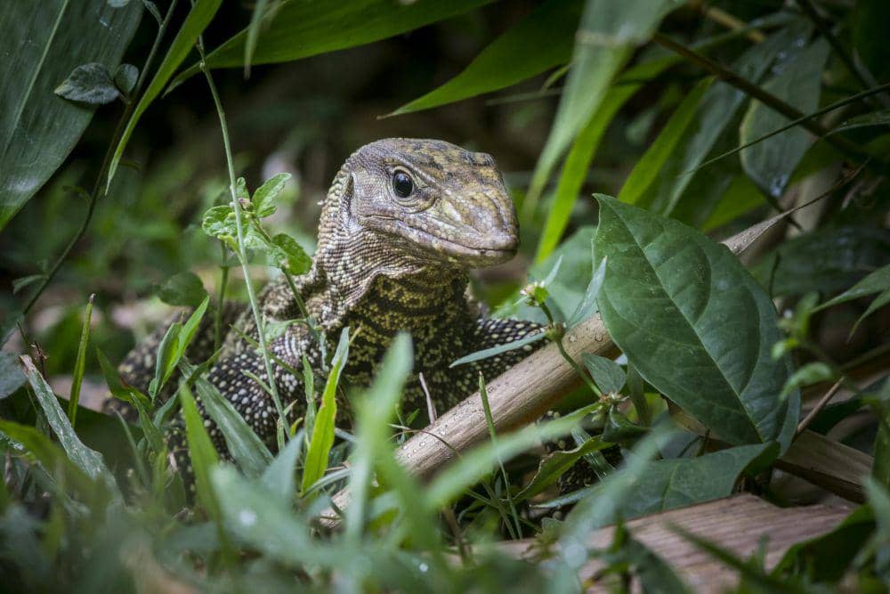 5 Fakta Unik dari Biawak yang Lincah dan Aktif! | IDN Times