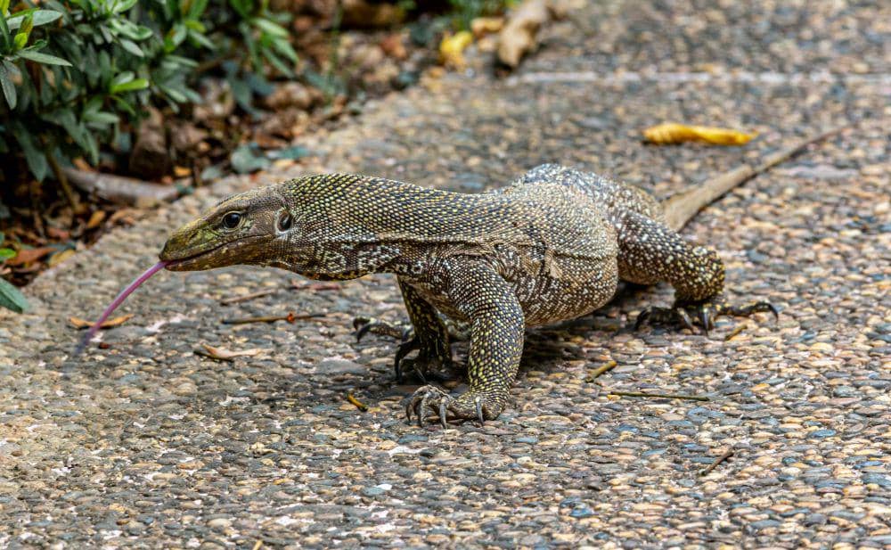 5 Fakta Unik dari Biawak yang Lincah dan Aktif! | IDN Times