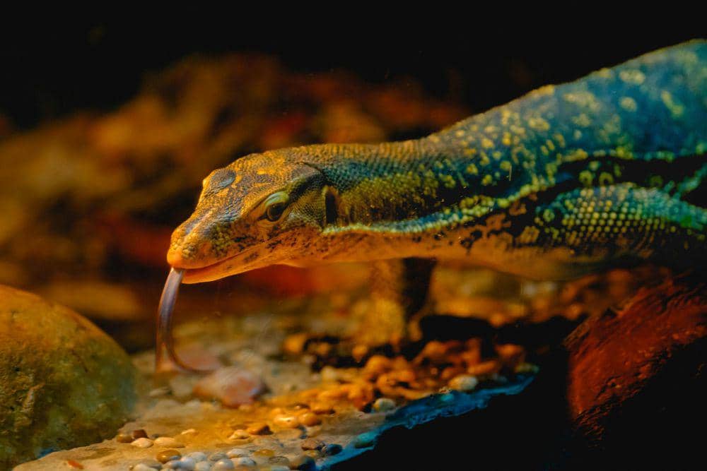 5 Fakta Unik dari Biawak yang Lincah dan Aktif! | IDN Times