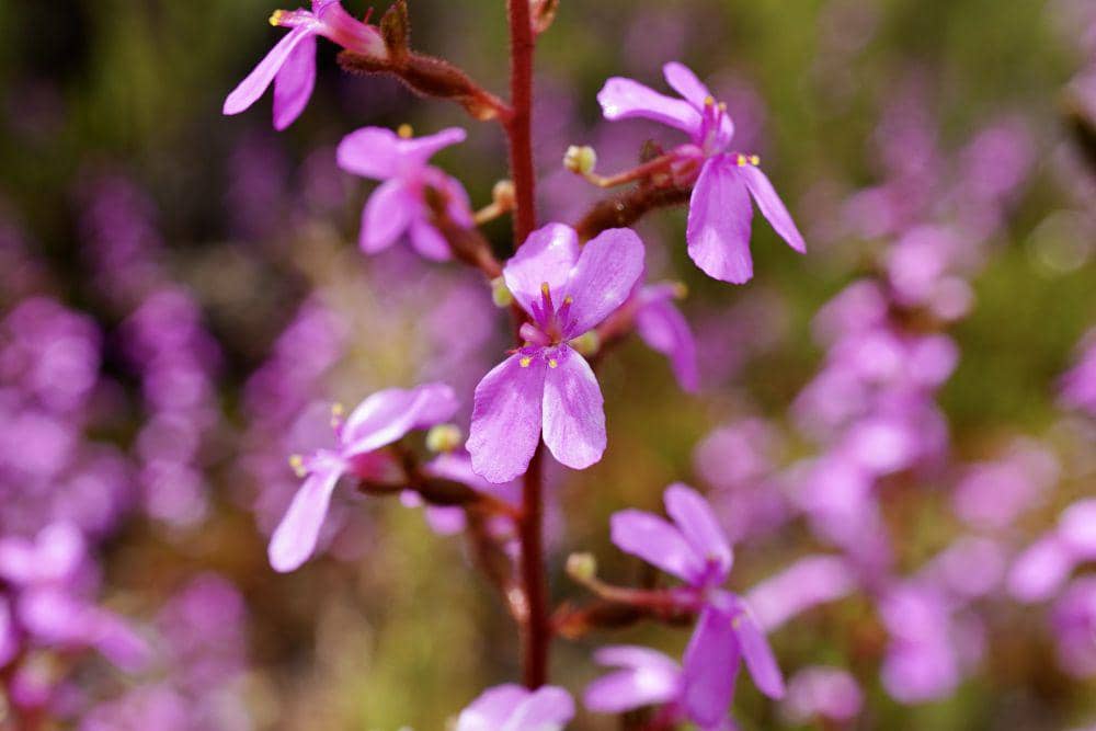 5 Fakta Menarik Stylidium, Memiliki Mekanisme Pemicu yang Un | IDN Times