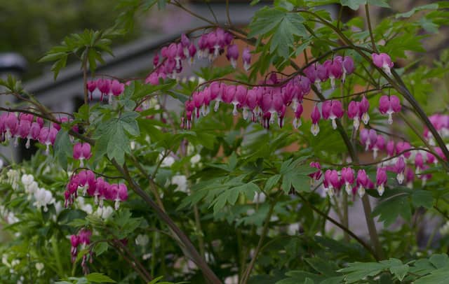 5 Fakta Menarik Bleeding Heart, Tanaman Cantik namun Beracun | IDN Times