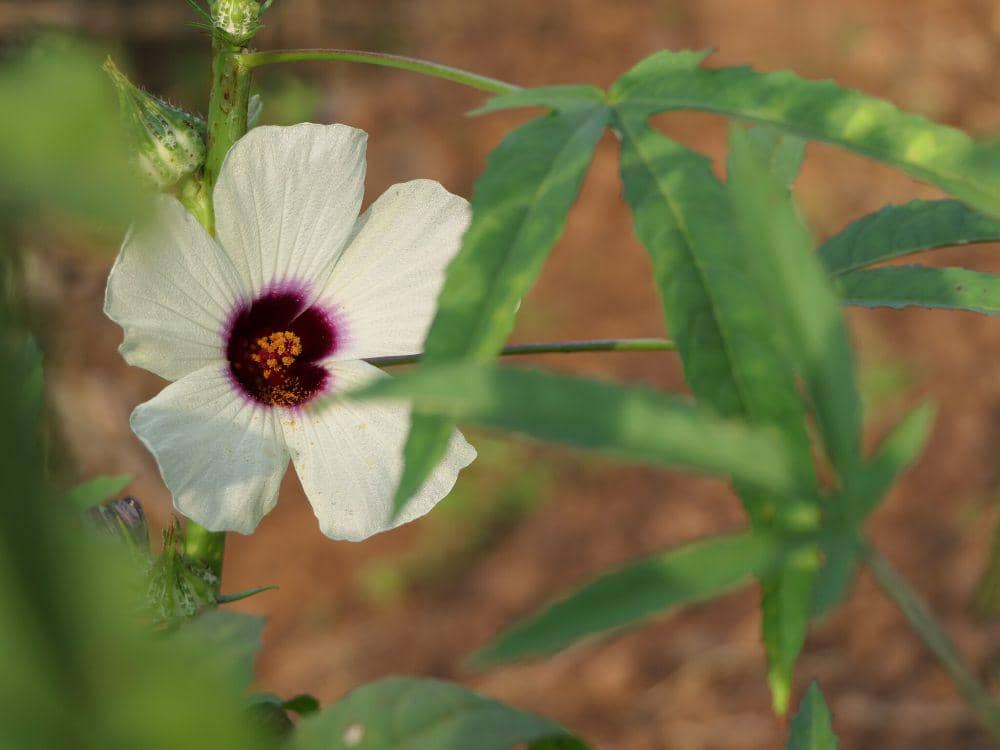 Mengenal 9 Tanaman dari Genus Hibiscus, Ada yang Tahu Kenaf? | IDN Times