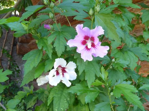 Mengenal 9 Tanaman dari Genus Hibiscus, Ada yang Tahu Kenaf? | IDN Times