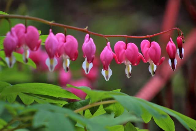 5 Fakta Menarik Bleeding Heart, Tanaman Cantik namun Beracun | IDN Times