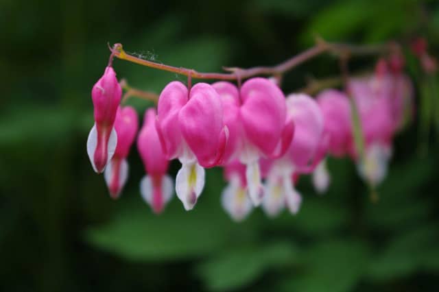 5 Fakta Menarik Bleeding Heart, Memiliki Sifat Beracun Cukup | IDN Times