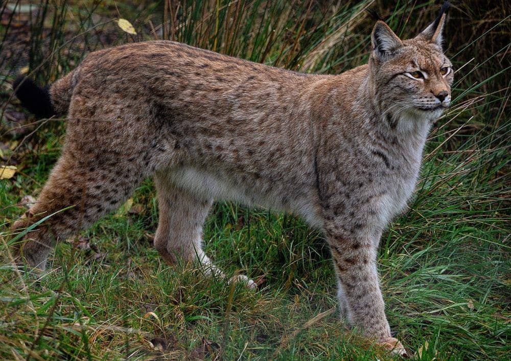 Perbedaan Lynx Eurasia dan Lynx Iberia | IDN Times