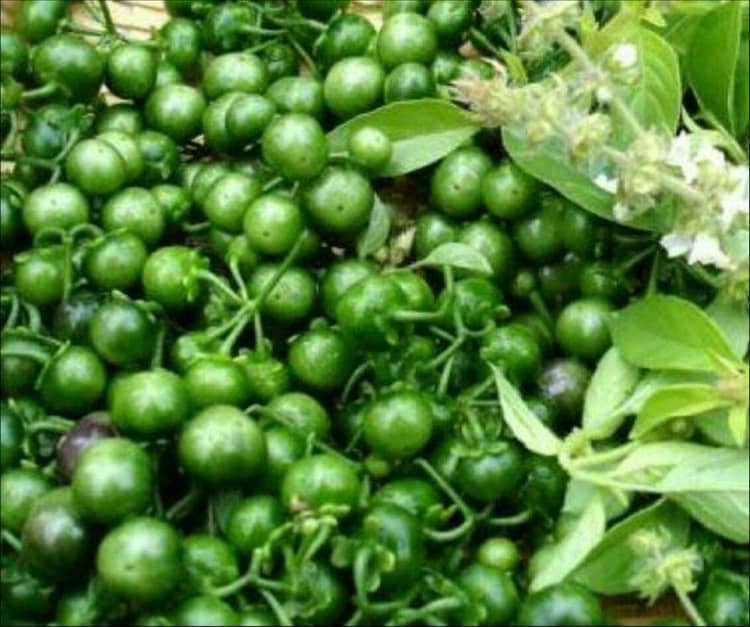 Resep Karedok Leunca Khas Sunda yang Pedas dan Bikin Nagih | IDN Times