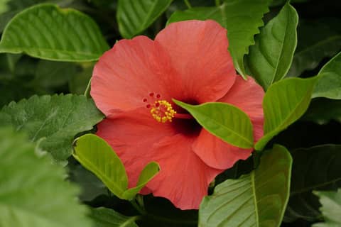 Mengenal 9 Tanaman dari Genus Hibiscus, Ada yang Tahu Kenaf? | IDN Times