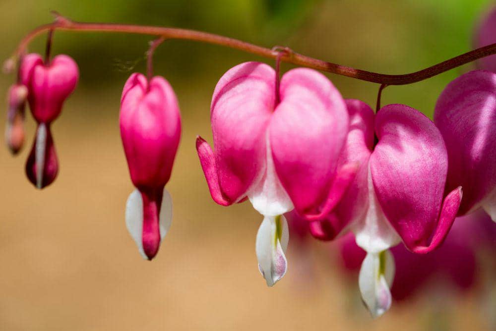 5 Fakta Menarik Bleeding Heart, Tanaman Cantik namun Beracun | IDN Times