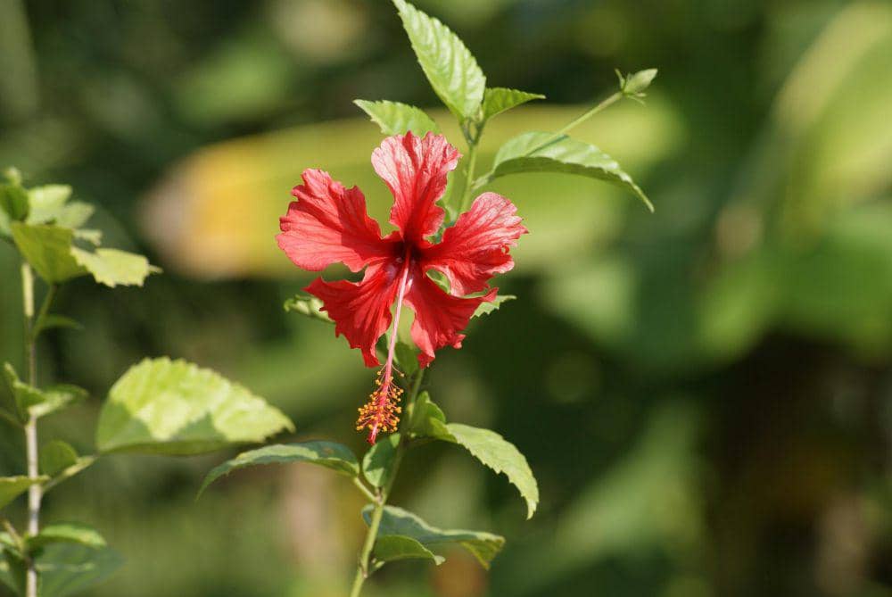 Mengenal 9 Tanaman dari Genus Hibiscus, Ada yang Tahu Kenaf? | IDN Times