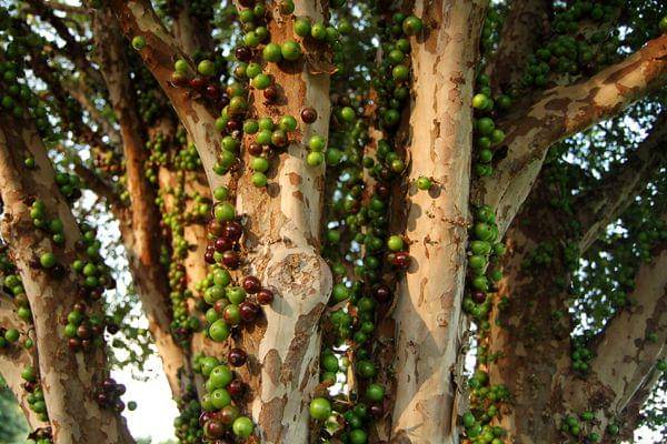 5 Fakta Menarik Anggur Brasil, Berbuah Langsung dari Batangn | IDN Times