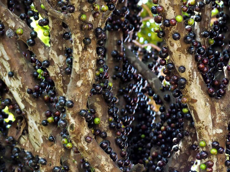 5 Fakta Menarik Anggur Brasil, Berbuah Langsung dari Batangn | IDN Times