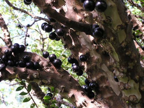 5 Fakta Menarik Anggur Brasil, Berbuah Langsung dari Batangn | IDN Times