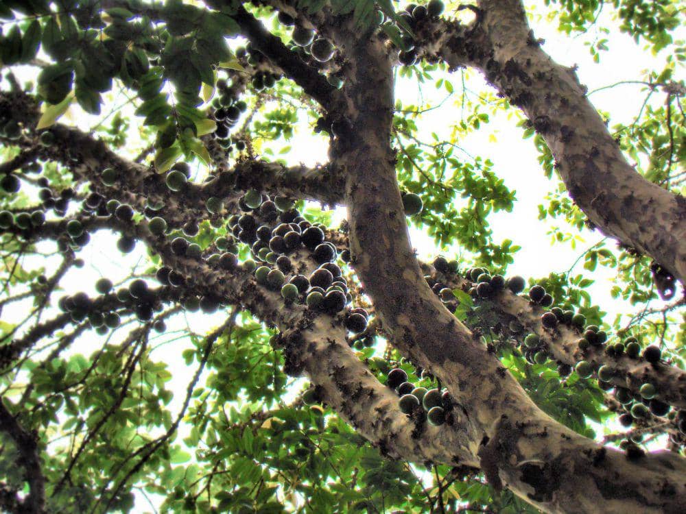 5 Fakta Menarik Anggur Brasil, Berbuah Langsung dari Batangn | IDN Times