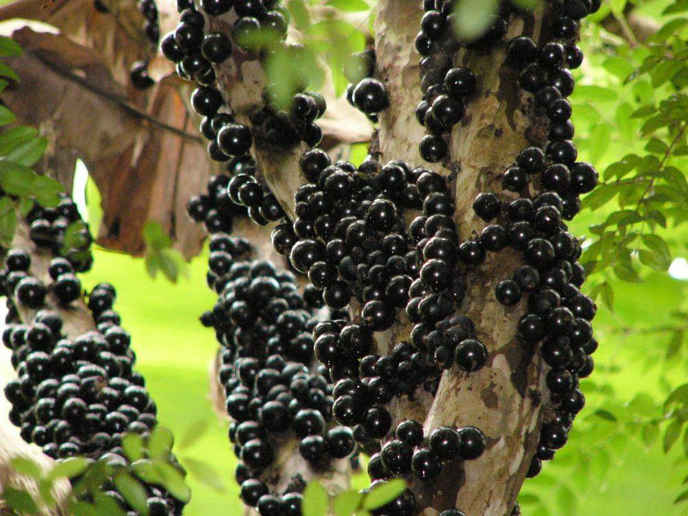 5 Fakta Menarik Anggur Brasil, Berbuah Langsung dari Batangn | IDN Times